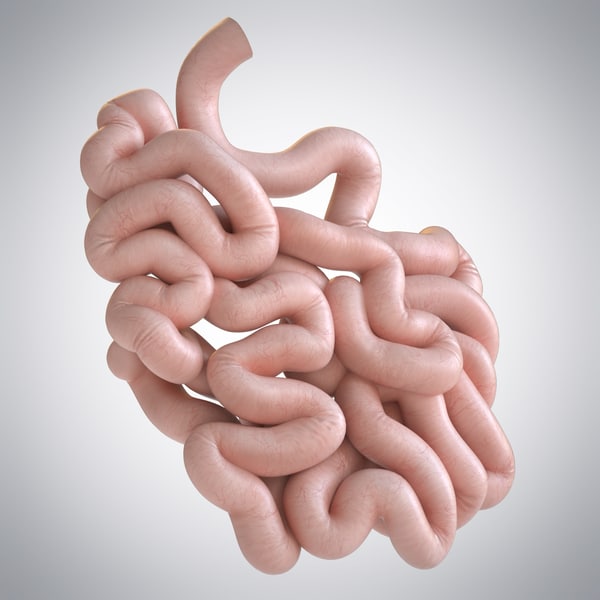 Human small intestine 3D - TurboSquid 1176344