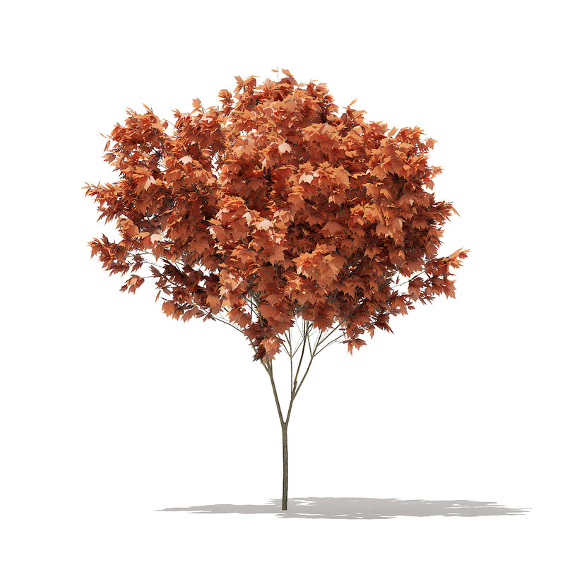 Red maple tree acer 3D model - TurboSquid 1176705