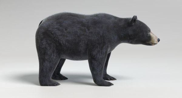 Realistic animals 3D model - TurboSquid 1176755