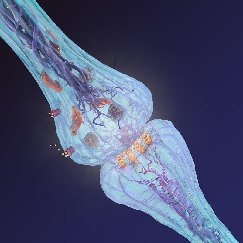 3D model synapse axon synaptic - TurboSquid 1177608
