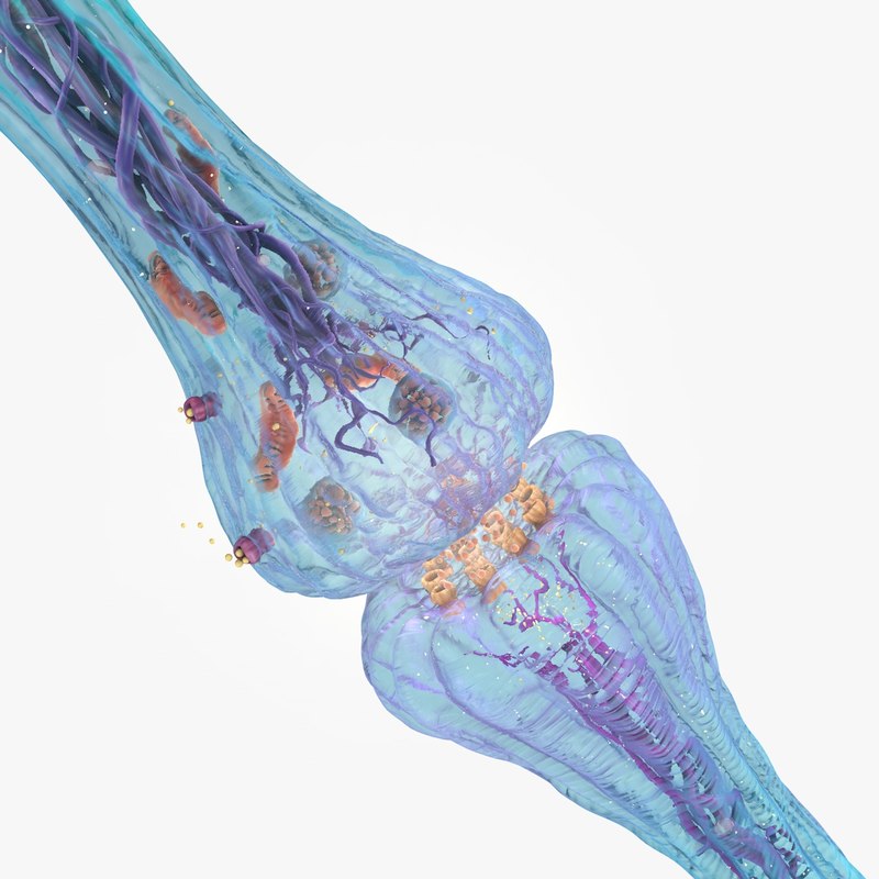 3D model synapse axon synaptic - TurboSquid 1177608