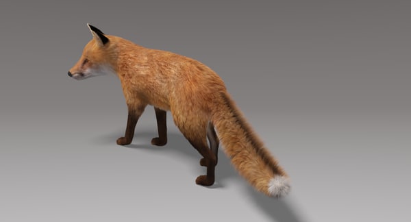 Fox fur rigged 3D model - TurboSquid 1177648
