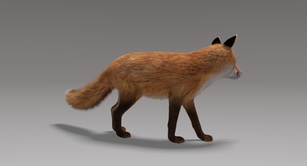 Fox fur rigged 3D model - TurboSquid 1177648