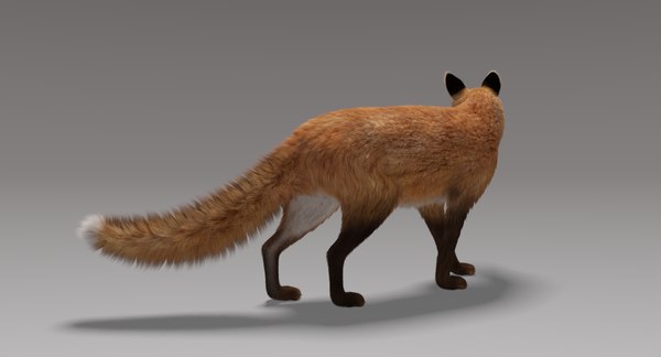 Fox fur rigged 3D model - TurboSquid 1177648
