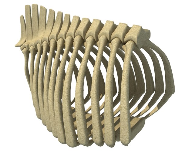 Animal rib cage 3D - TurboSquid 1177766