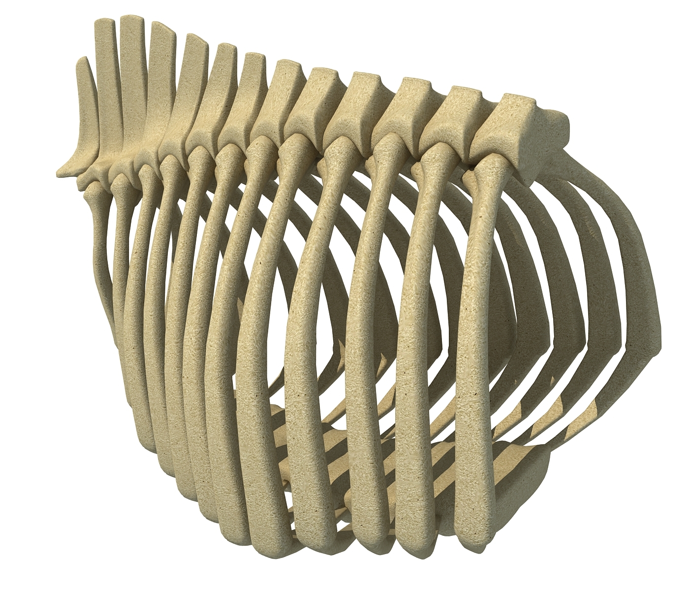 Animal rib cage 3D - TurboSquid 1177766