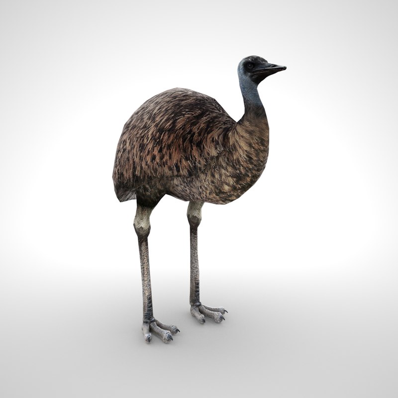 Emu 3D model - TurboSquid 1177941
