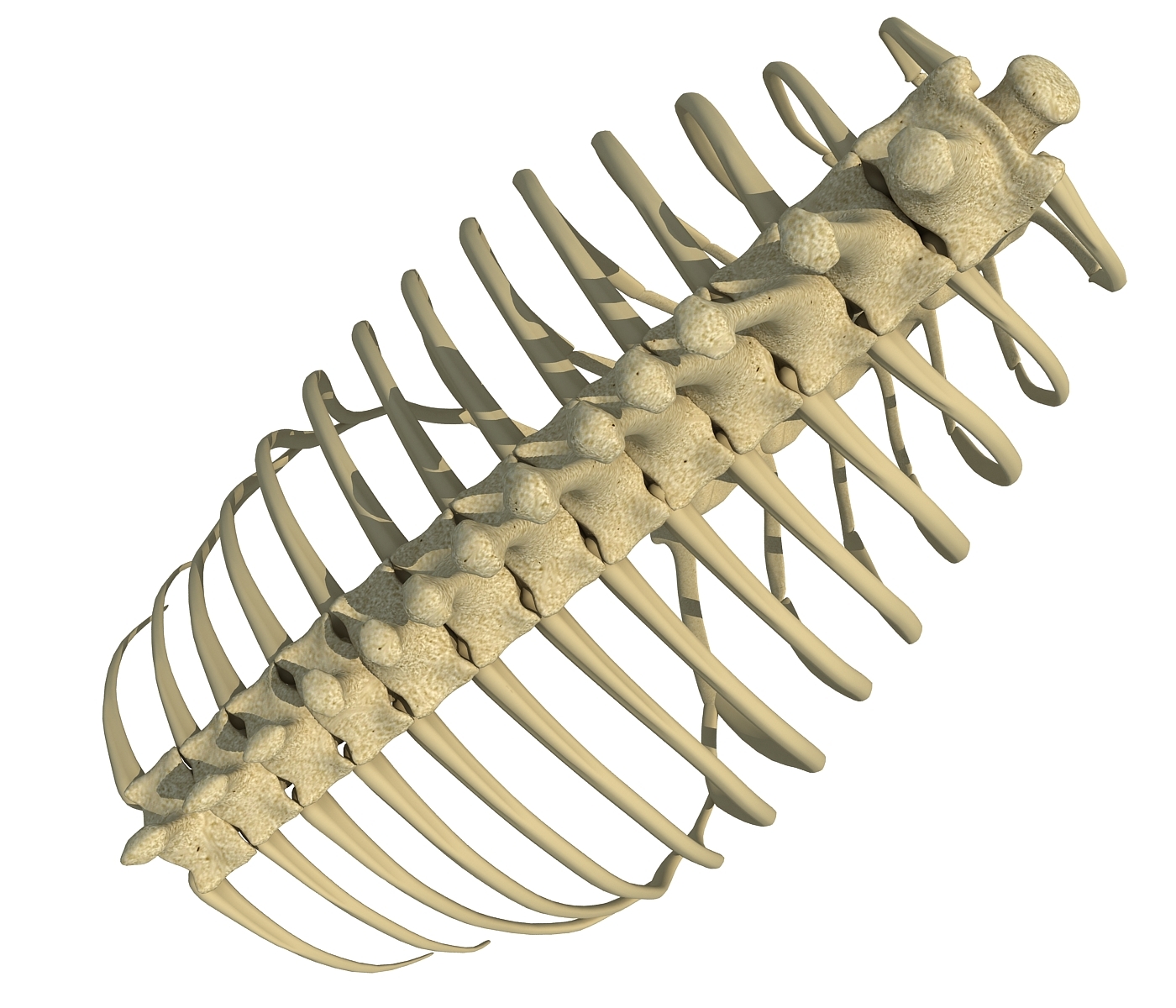 Animal rib cage 3D model - TurboSquid 1177951