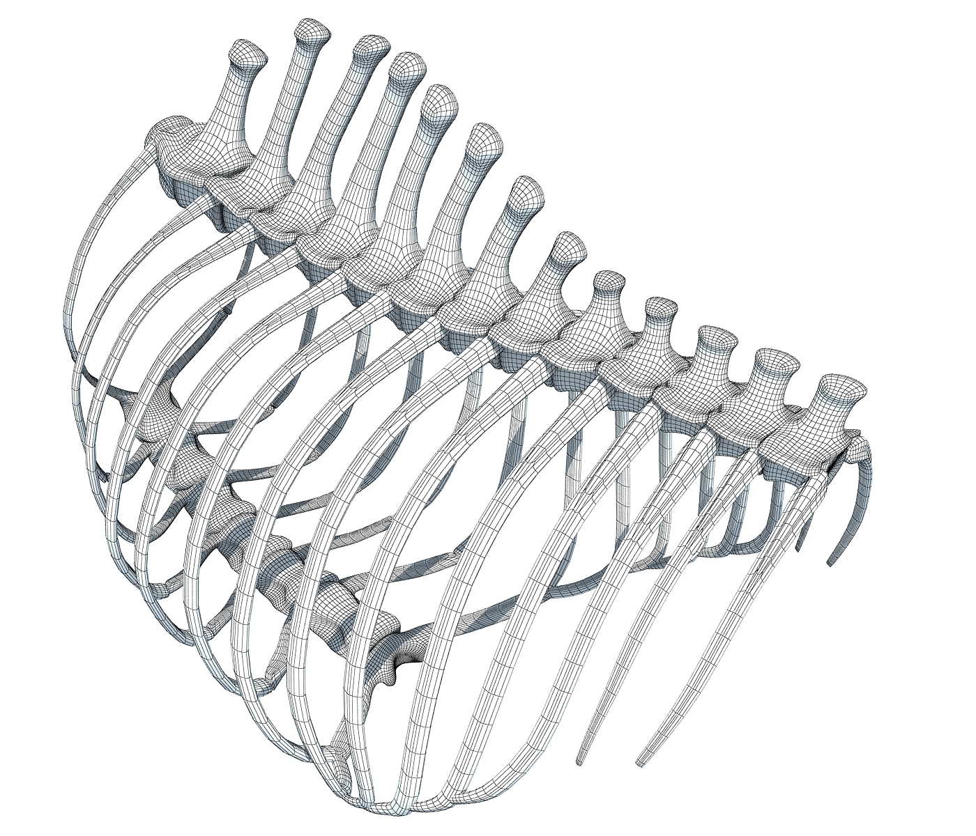 Animal rib cage 3D model - TurboSquid 1177951