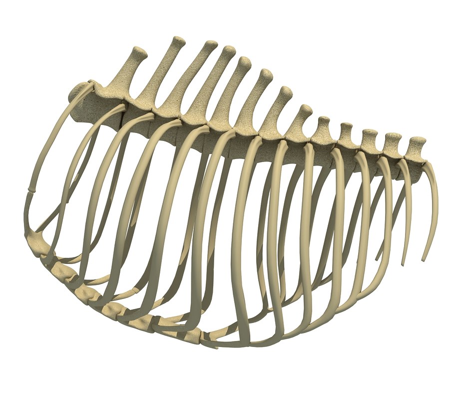 Animal rib cage 3D model - TurboSquid 1177951
