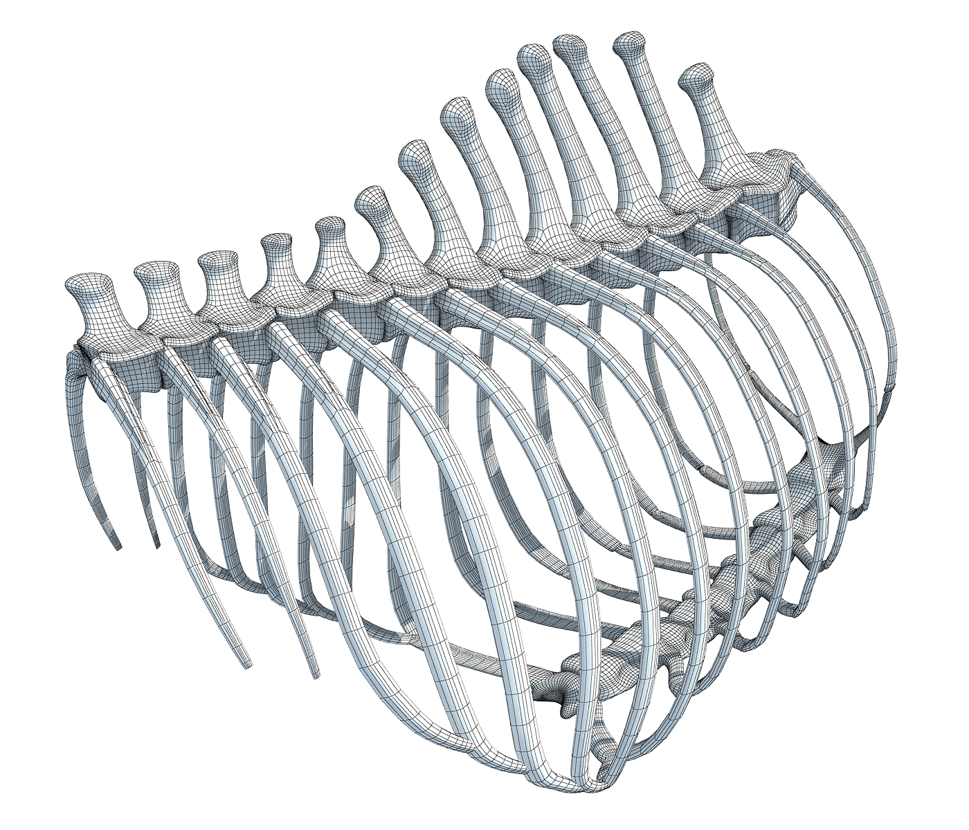 Animal rib cage 3D model - TurboSquid 1177951