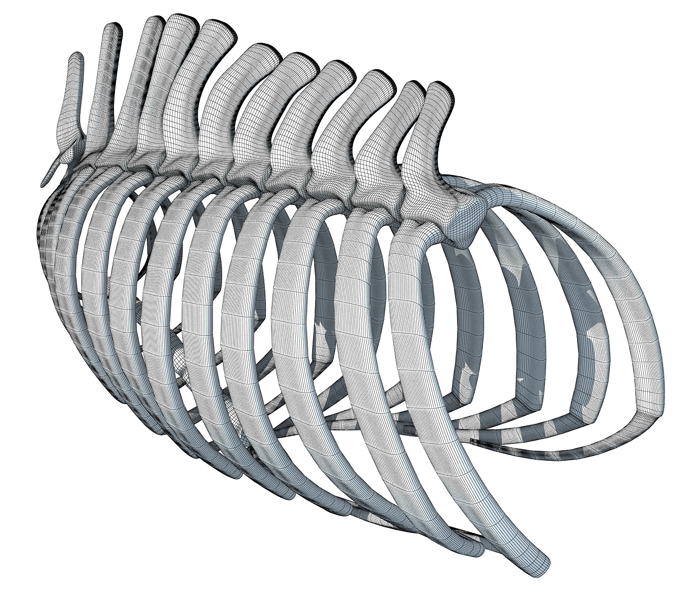 3D animal rib cage - TurboSquid 1177969