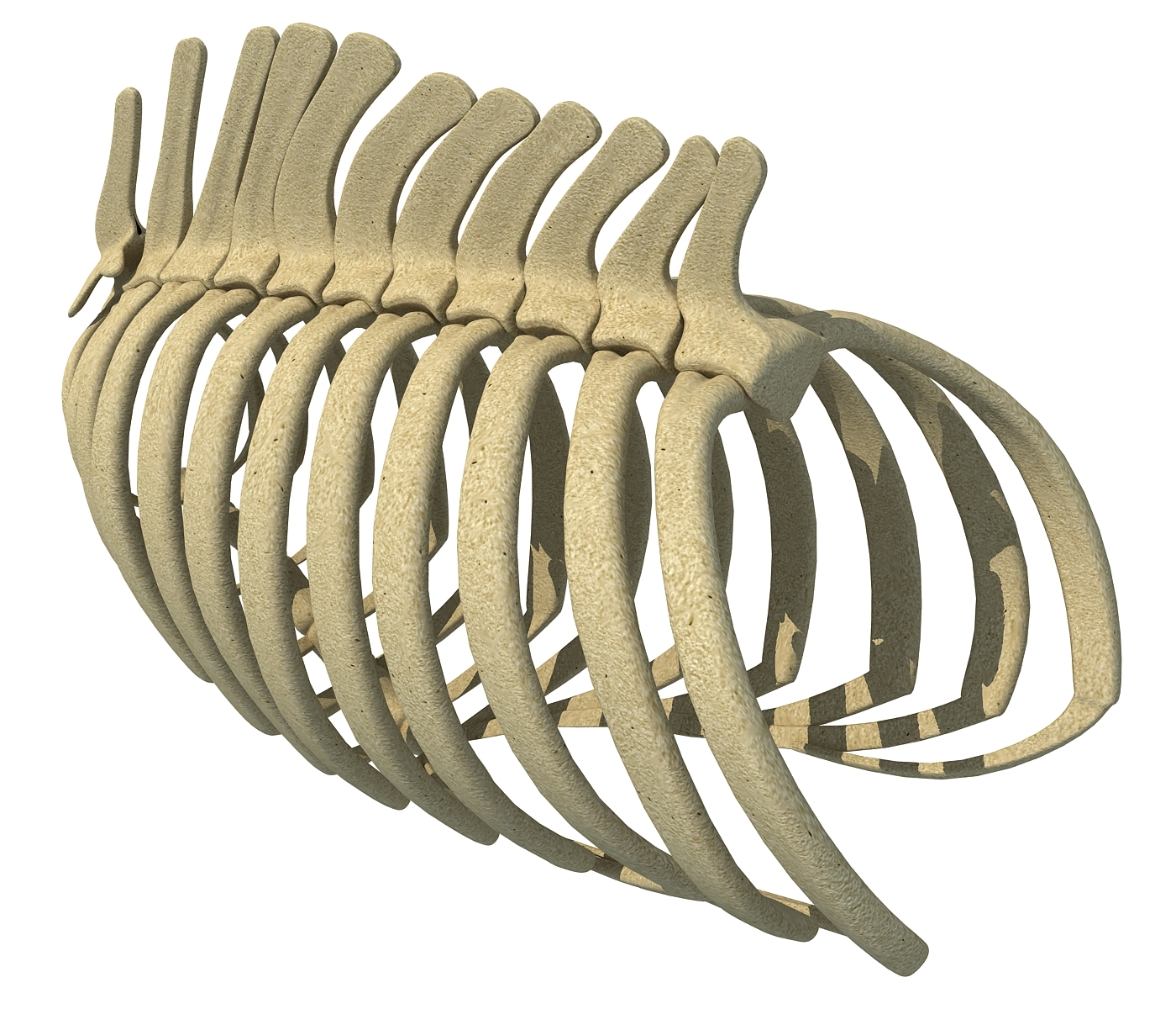 3D animal rib cage - TurboSquid 1177969