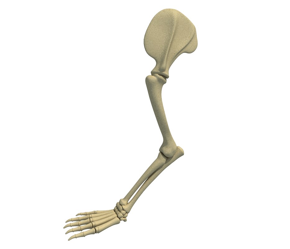 Esqueleto de Escápula Animal Modelo 3D - TurboSquid 1177994