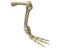 3d model bird skeleton