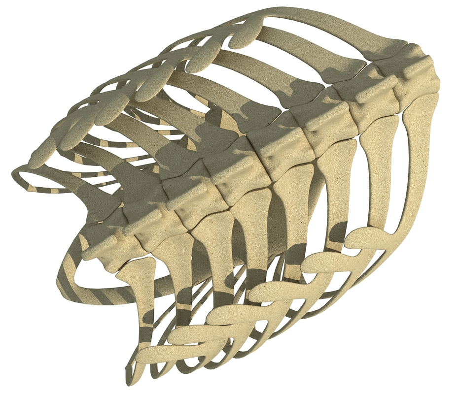Bird rib cage 3D - TurboSquid 1178007