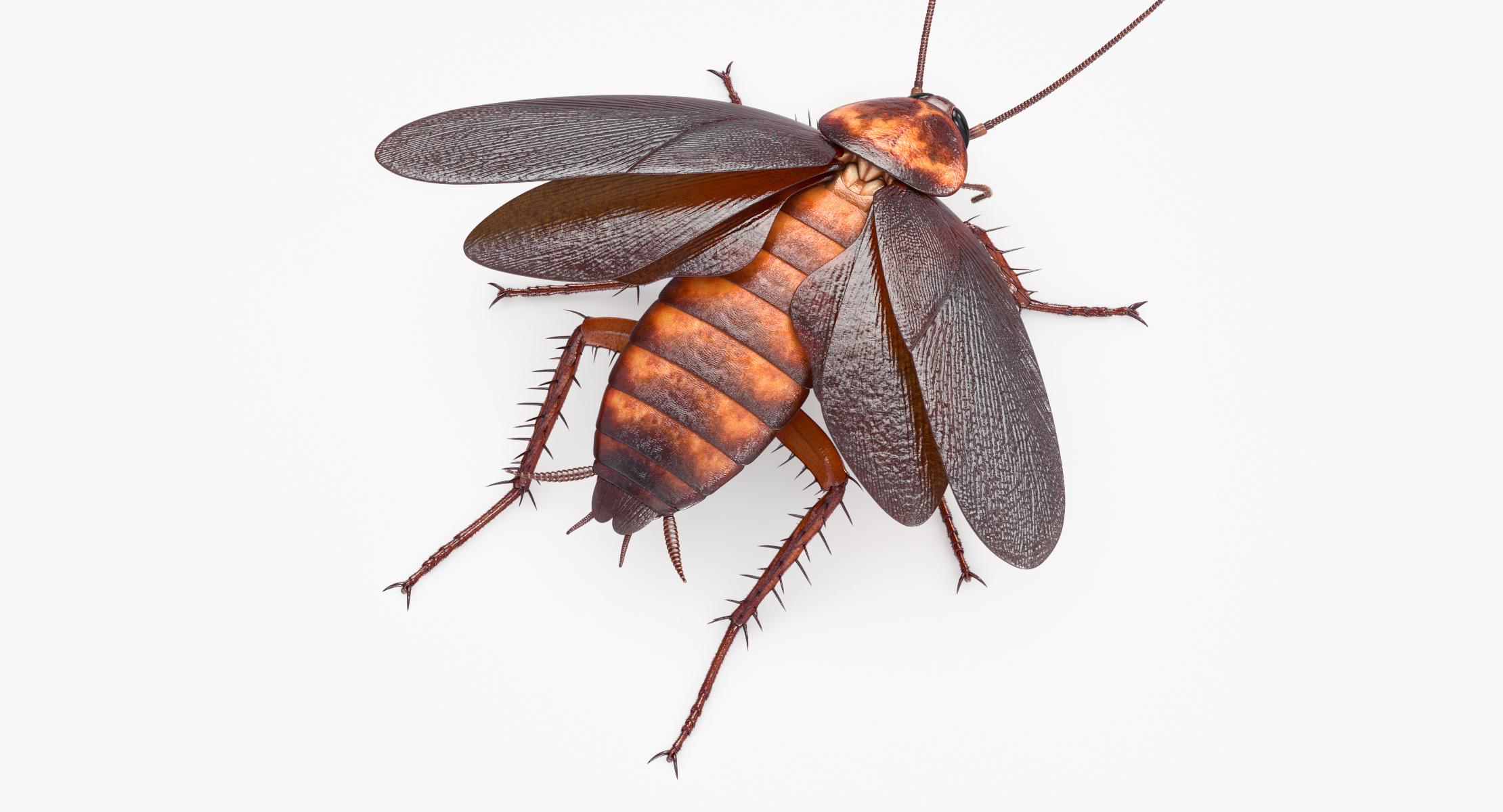 modelo 3d Cucaracha americana - TurboSquid 1178225