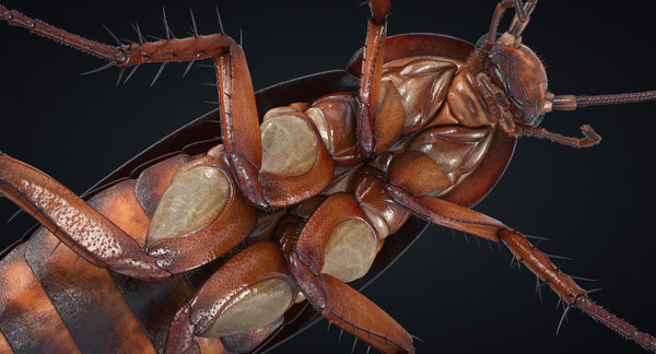 Cockroach american 3D model - TurboSquid 1178225