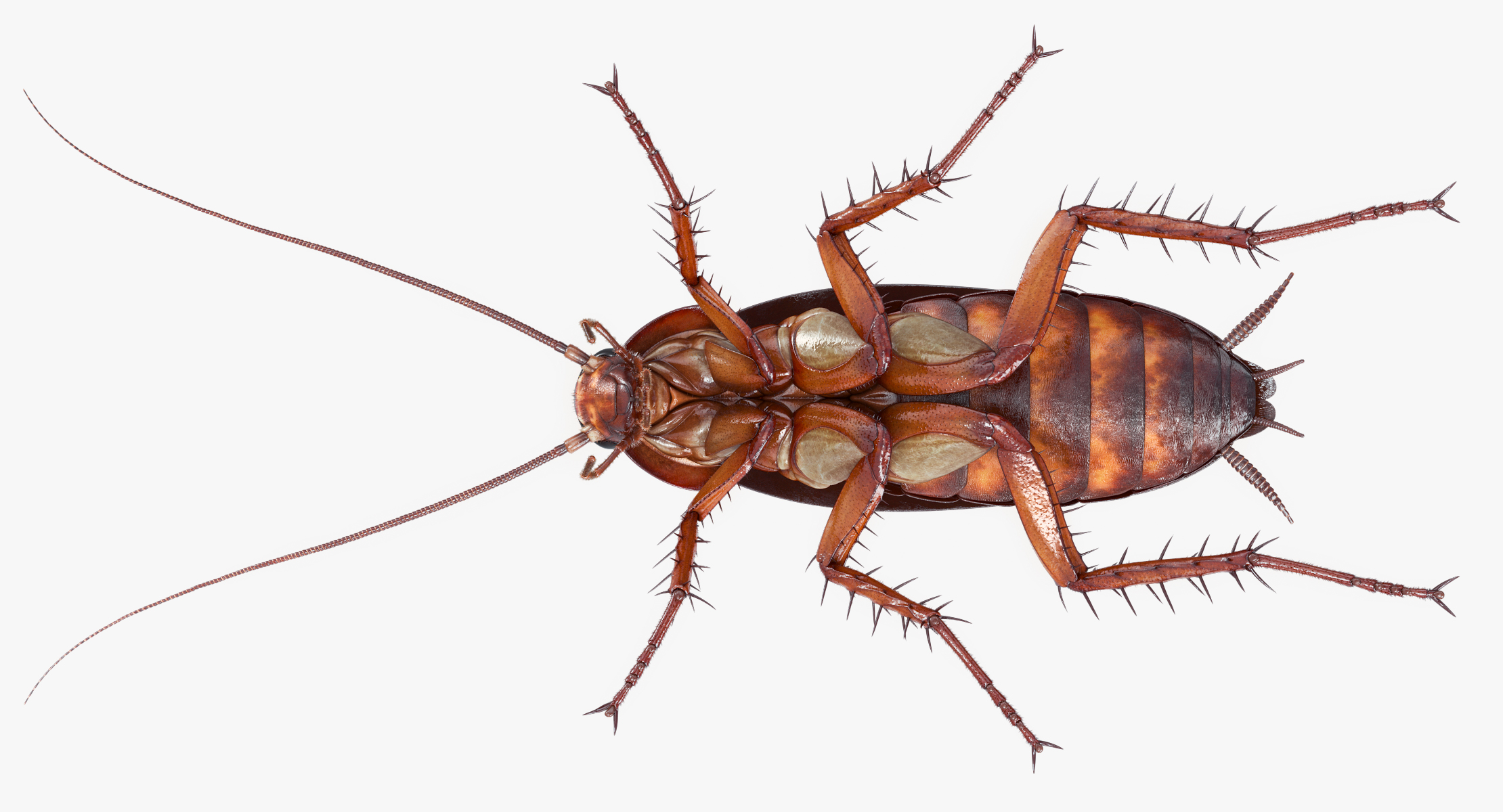 modelo 3d Cucaracha americana - TurboSquid 1178225