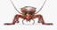 Cockroach american 3D model - TurboSquid 1178225