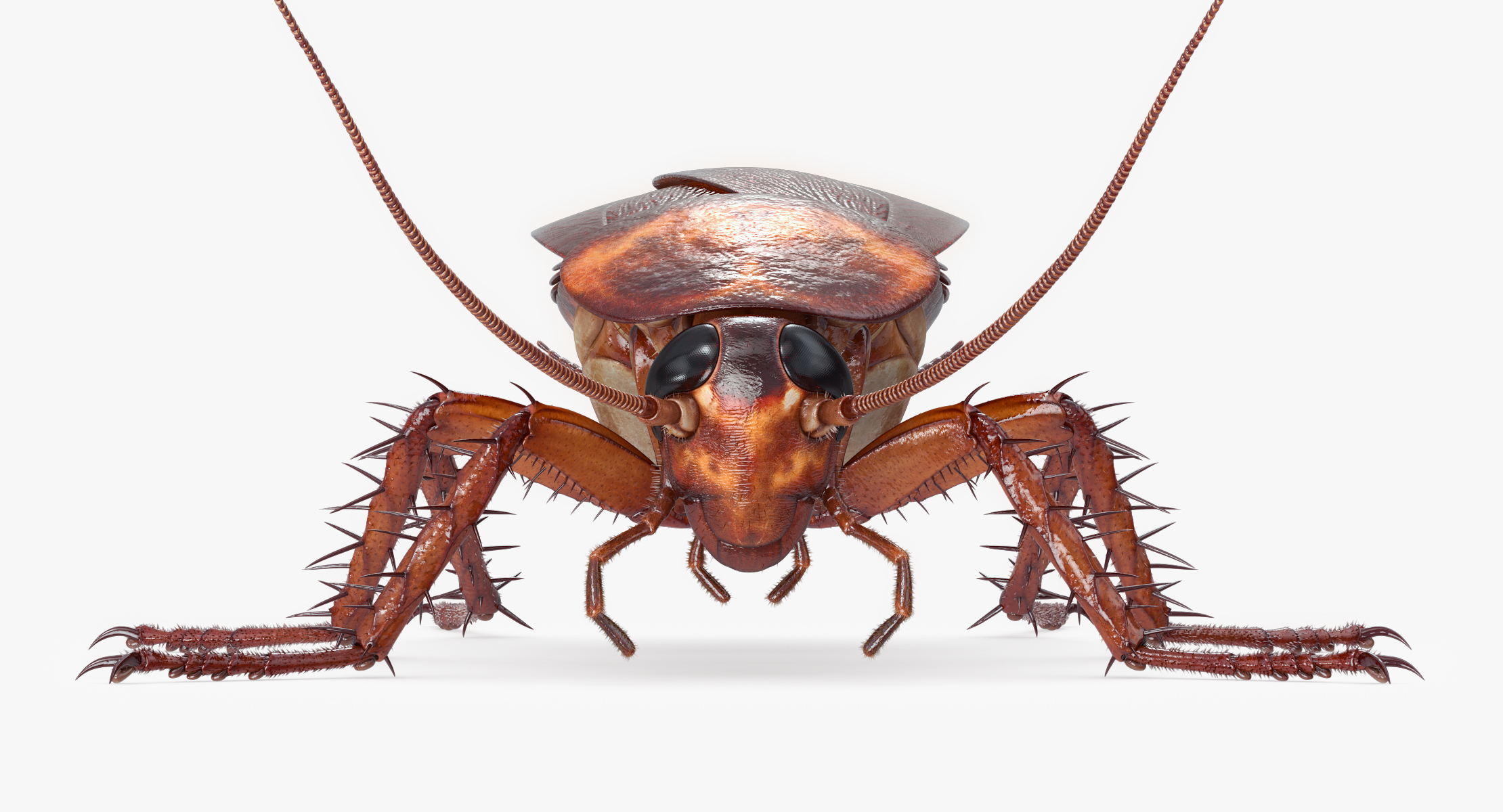 modelo 3d Cucaracha americana - TurboSquid 1178225