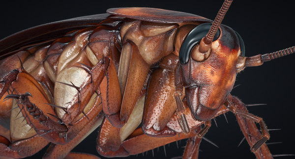 Cockroach american 3D model - TurboSquid 1178225