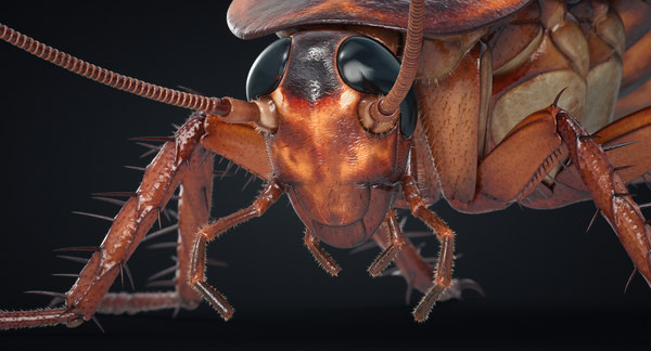 Cockroach american 3D model - TurboSquid 1178225