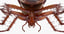 Cockroach american 3D model - TurboSquid 1178225