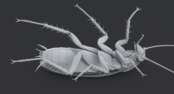 Cockroach american 3D model - TurboSquid 1178225