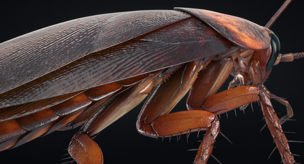 Cockroach american 3D model - TurboSquid 1178225