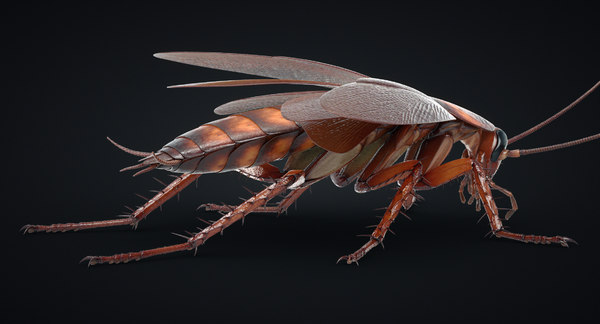Cockroach american 3D model - TurboSquid 1178225