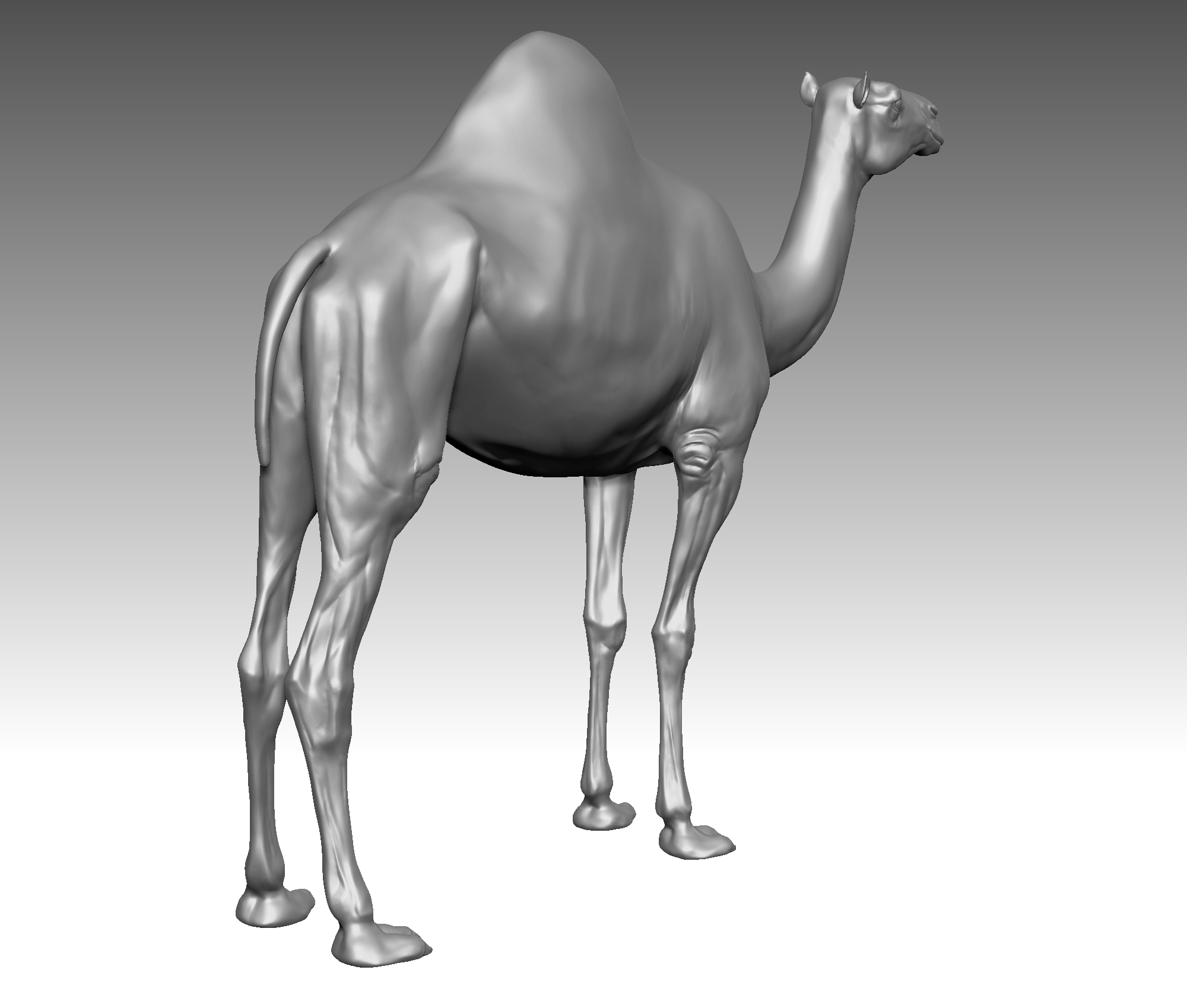 Camel realistic 3D - TurboSquid 1178237