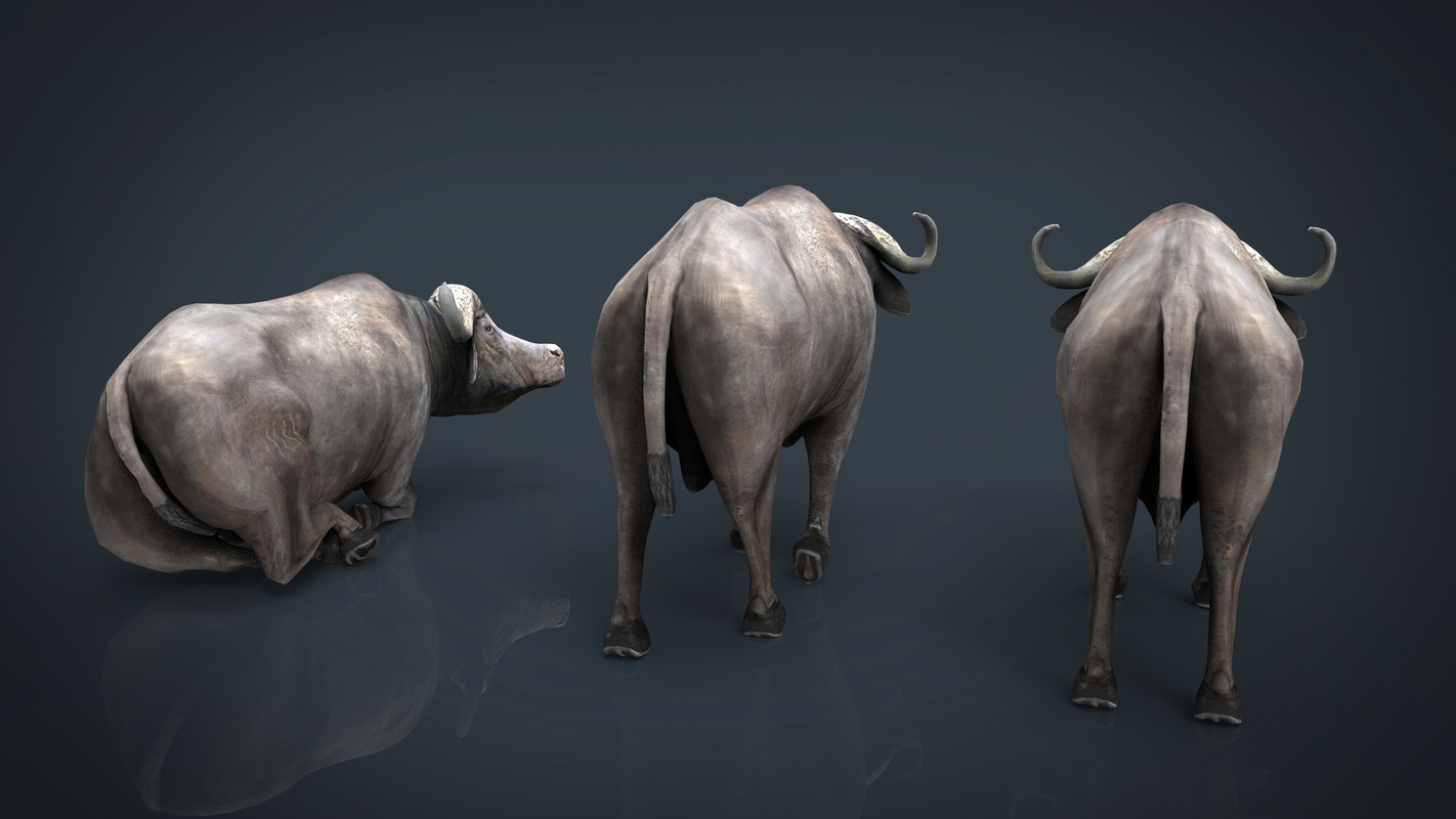 African buffalo 3D model - TurboSquid 1178604