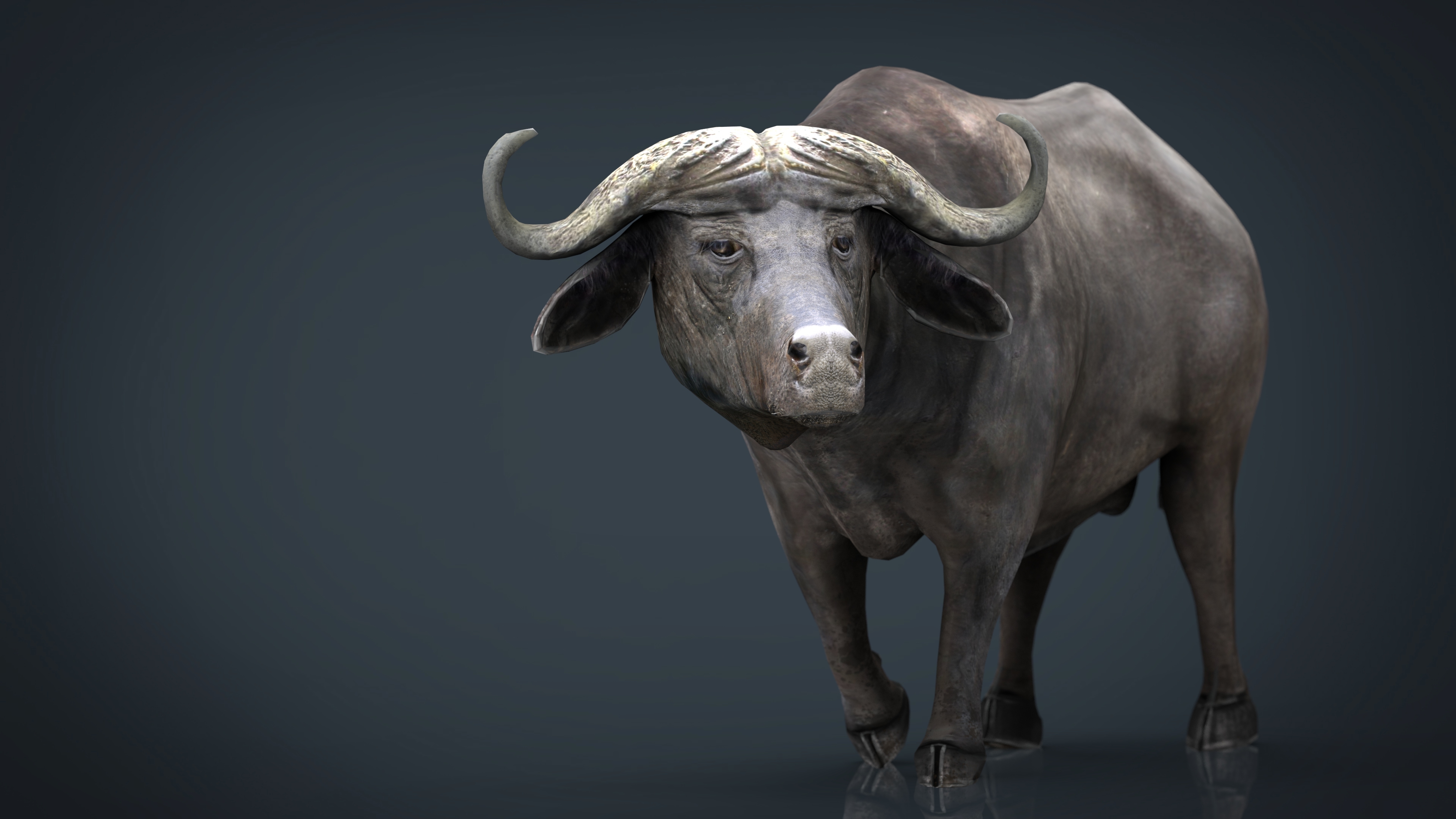 African buffalo 3D model - TurboSquid 1178604
