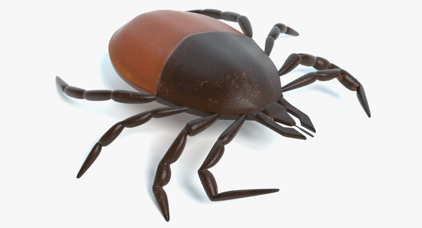 3D tick - TurboSquid 1178638