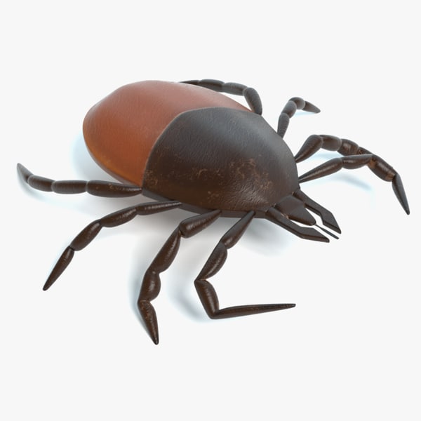 3D Tick Models | TurboSquid