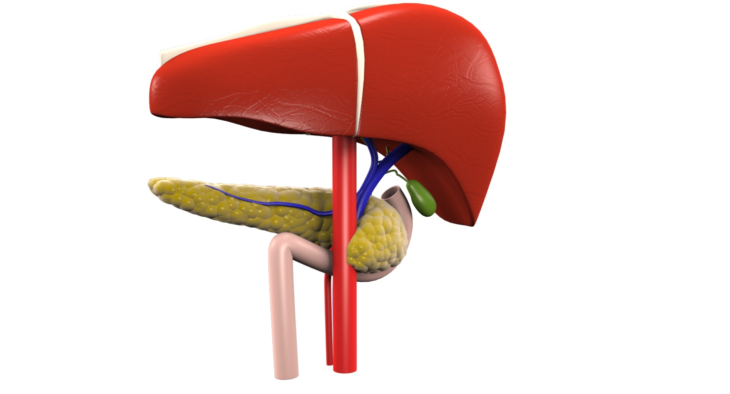 3D model realistic organs liver - TurboSquid 1178686