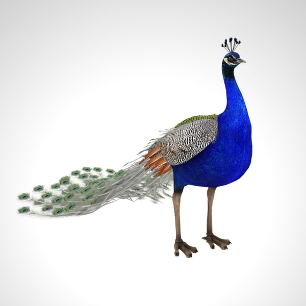 3D Peacock Models | TurboSquid