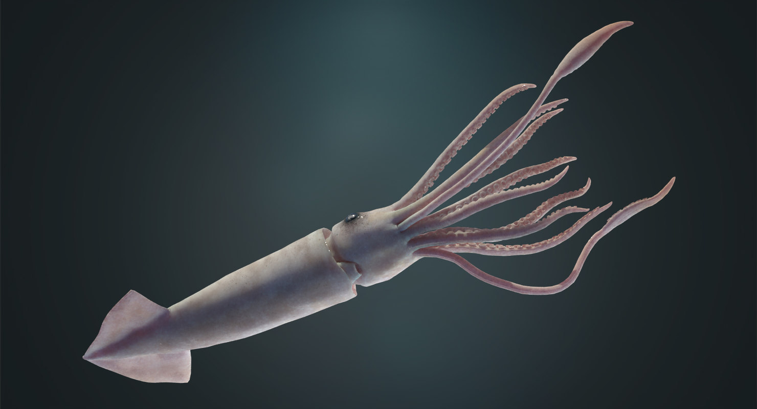 3D squid rigged - TurboSquid 1178827