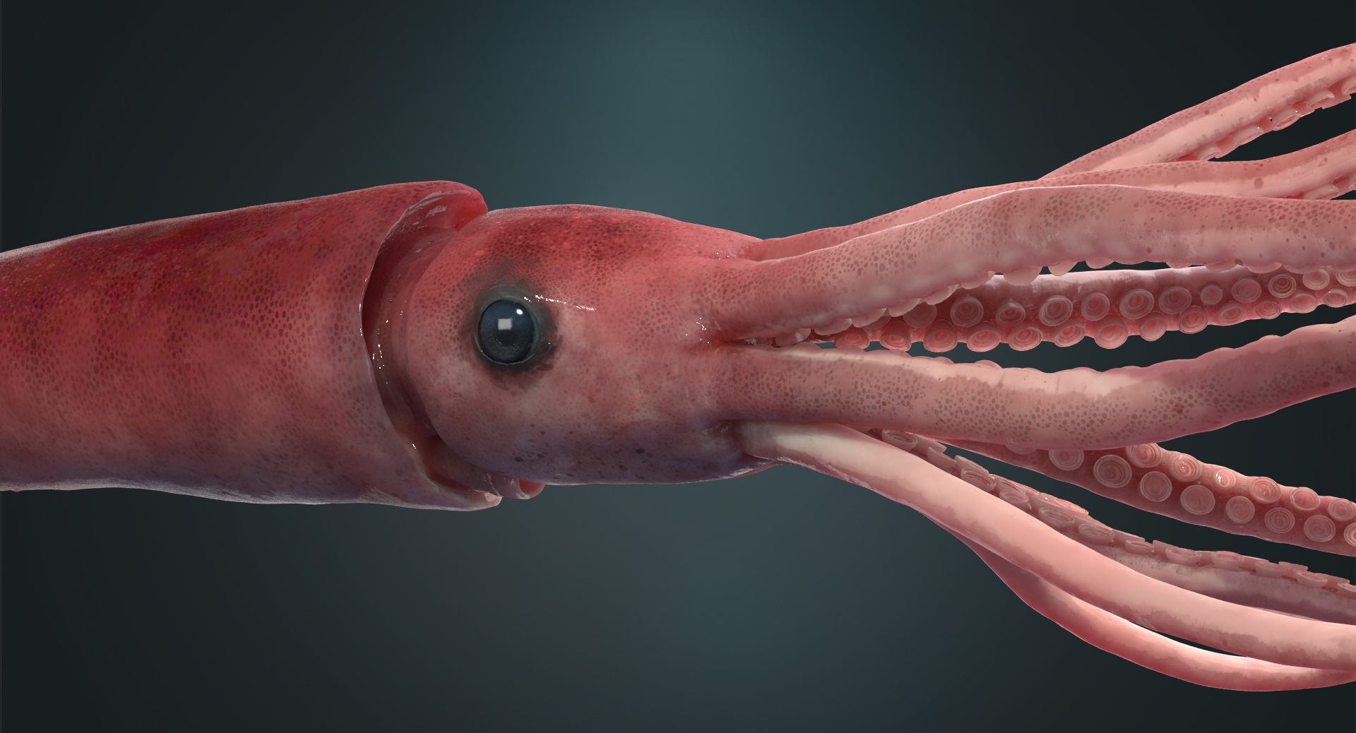 3D squid rigged - TurboSquid 1178827