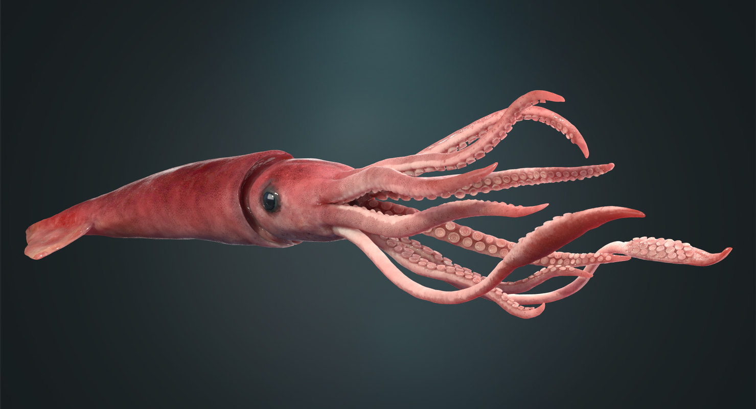 3D squid rigged - TurboSquid 1178827