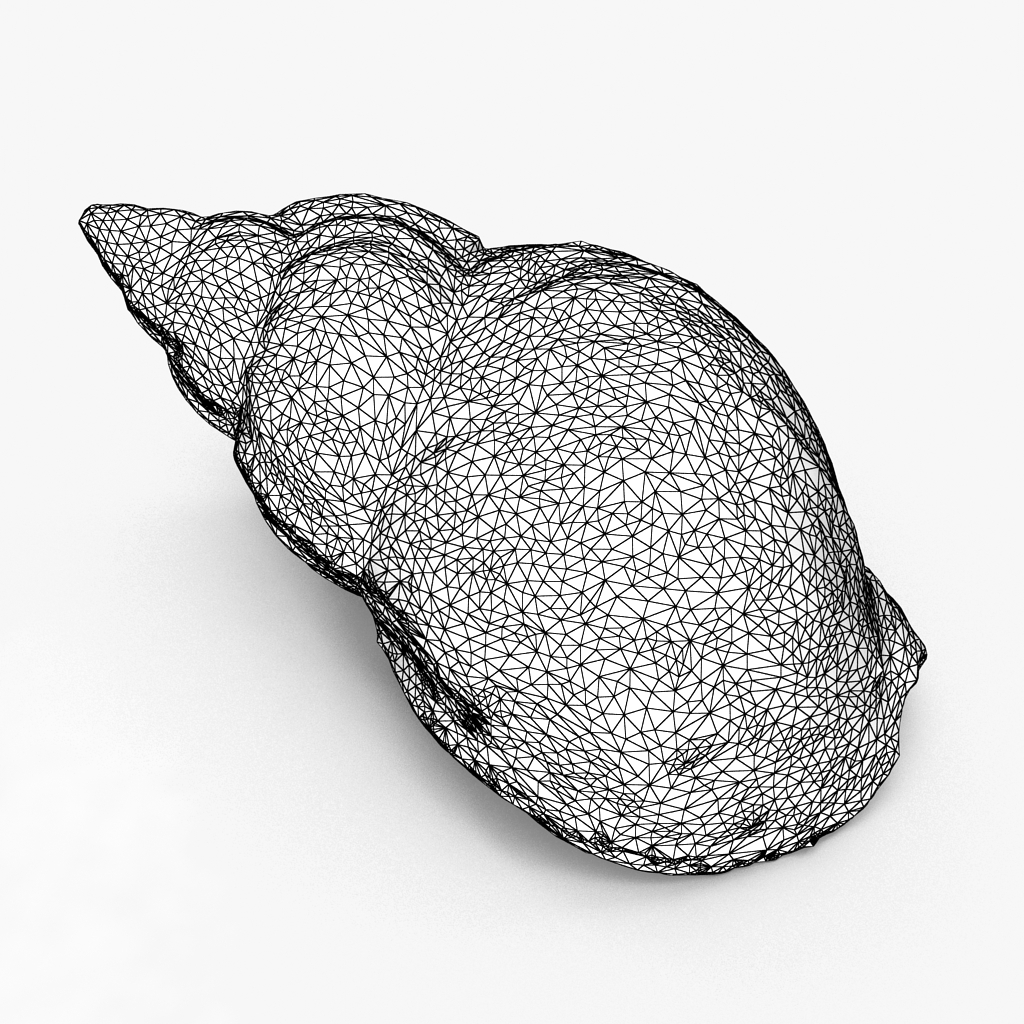 3D seashell sea shell - TurboSquid 1178985