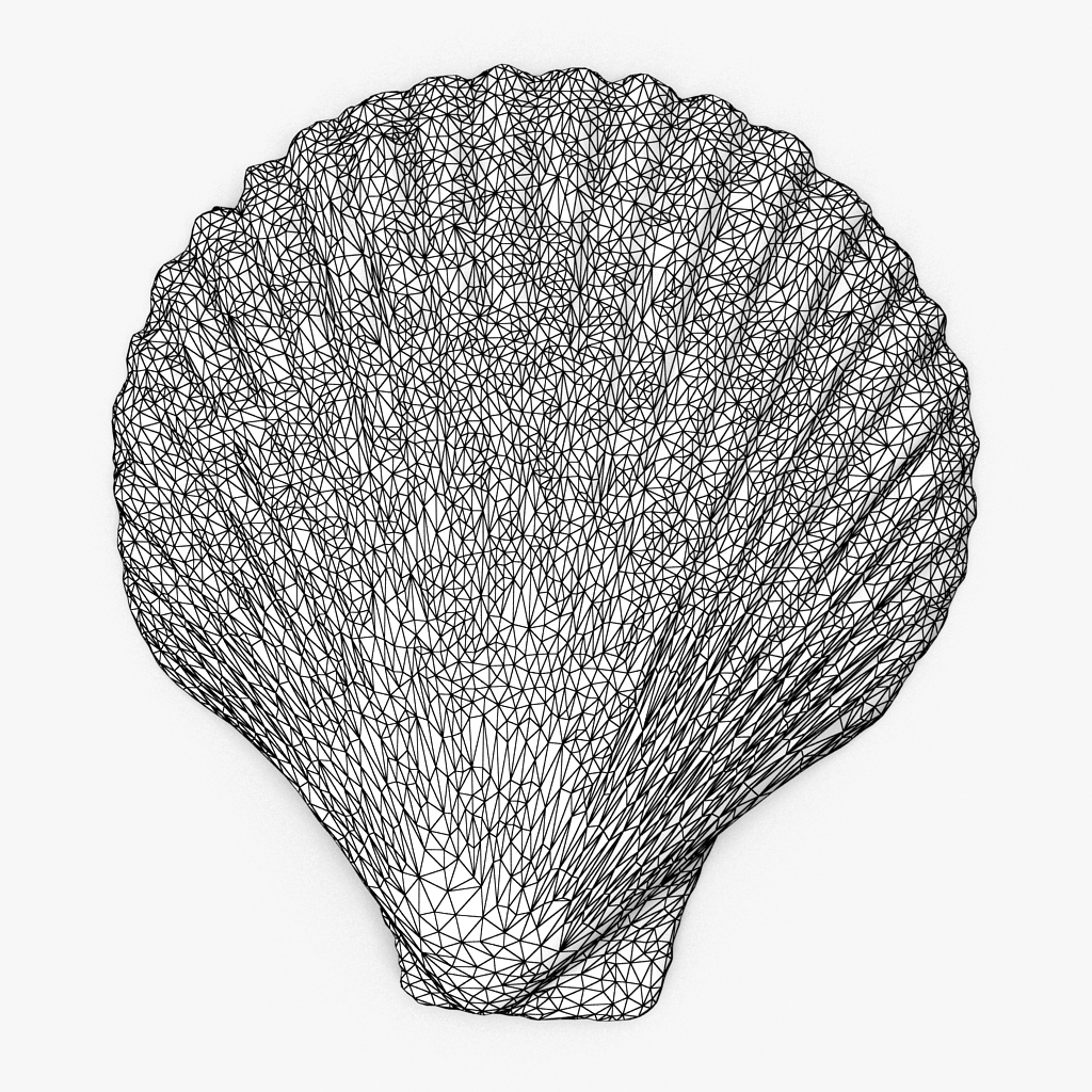 3D seashell sea shell - TurboSquid 1178985