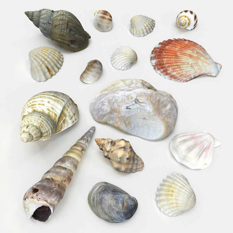 3D seashell sea shell - TurboSquid 1178985