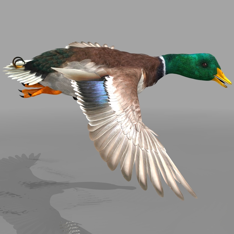 Mallard duck 3D - TurboSquid 1179386