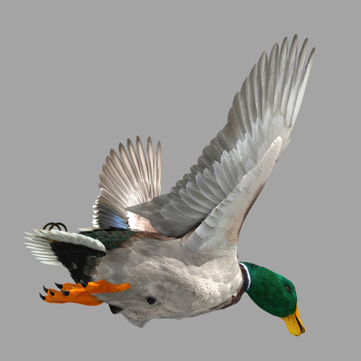 Mallard duck 3D - TurboSquid 1179386