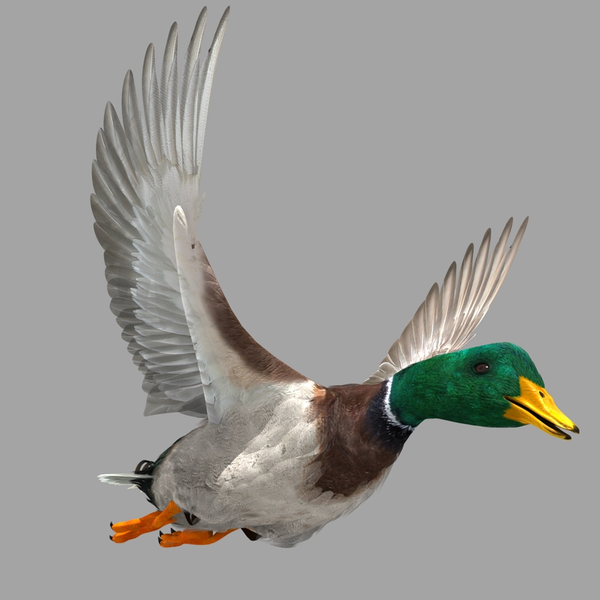Mallard duck 3D - TurboSquid 1179386