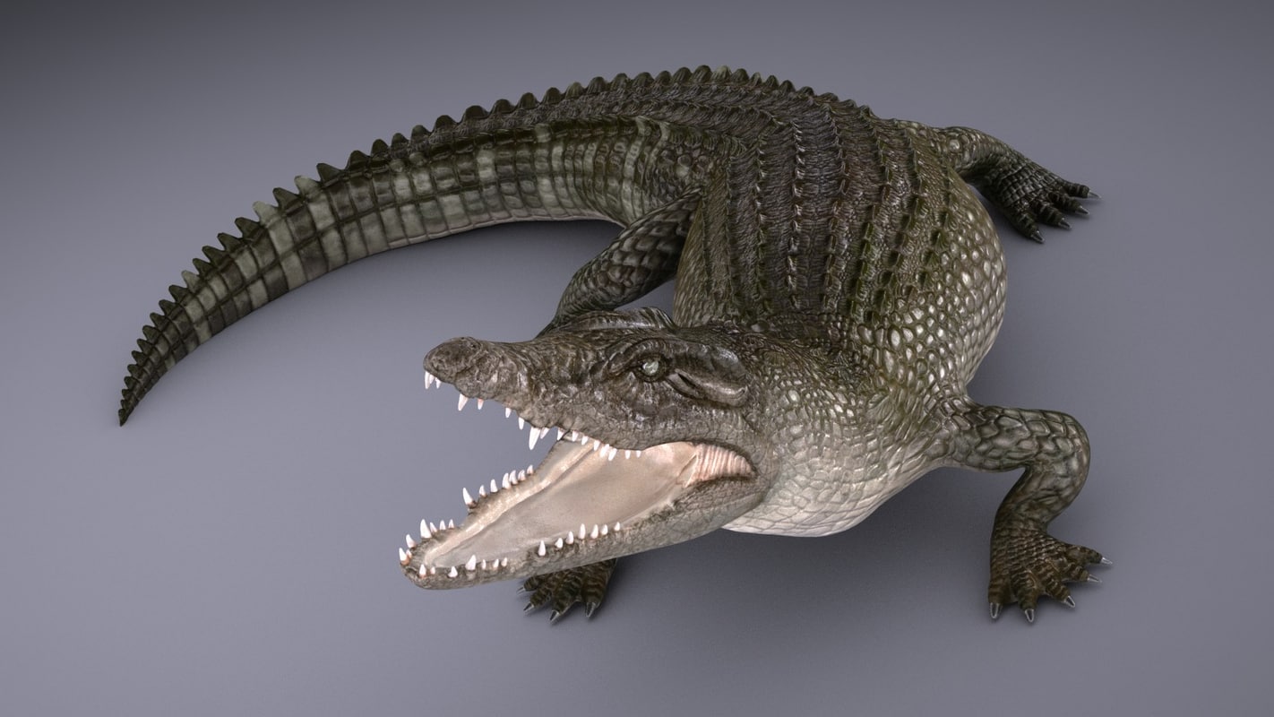 Nile crocodile 3D model - TurboSquid 1179525
