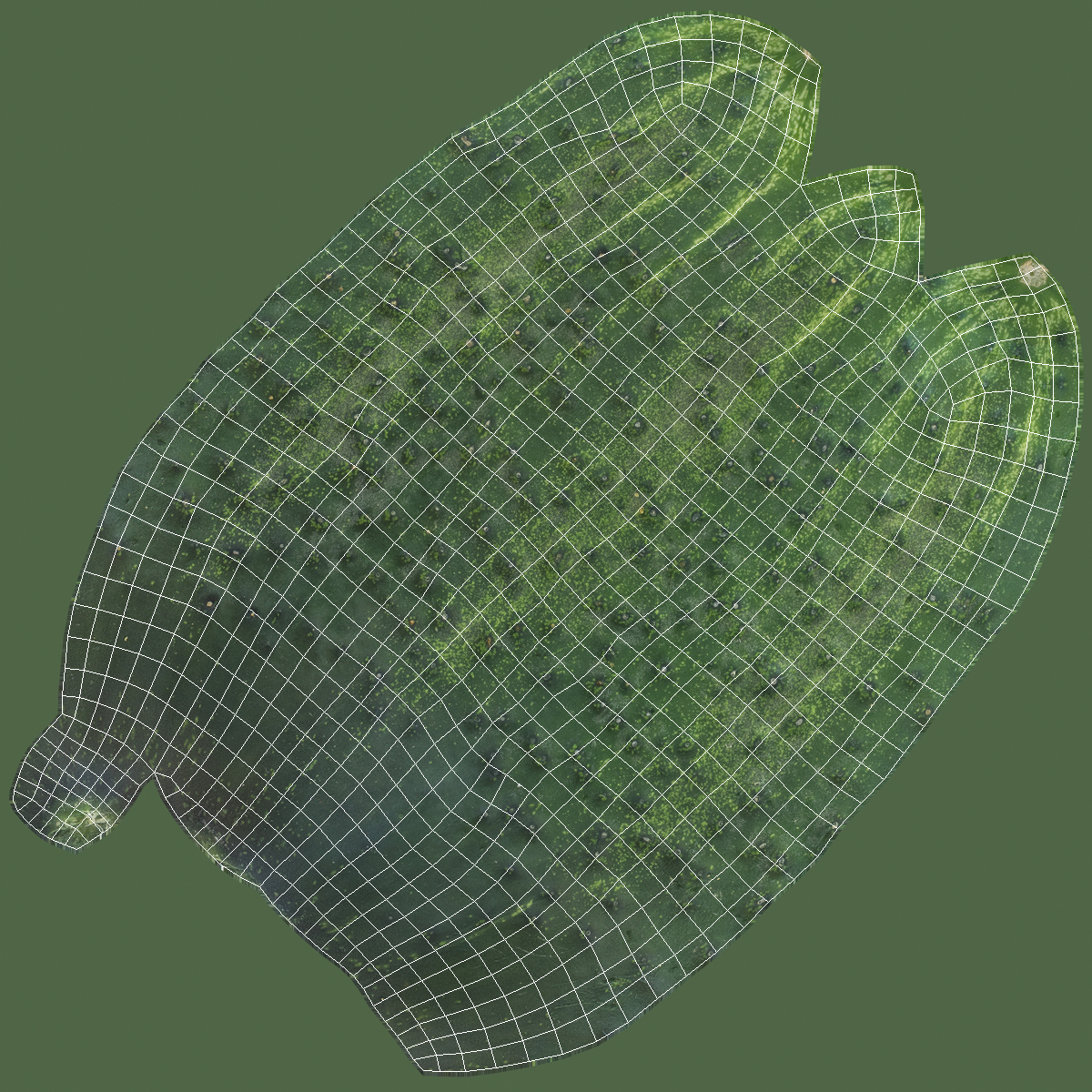 Realistic cucumber 3D model - TurboSquid 1179842