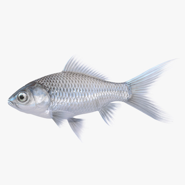 3d model whitefish animation